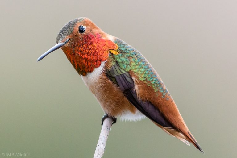 Colibrí de Cola Ancha - Tipos de colibri