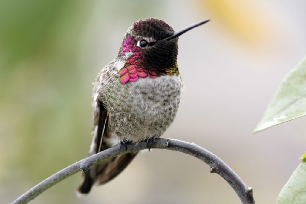 Colibrí de Pico Ancho - Tipos de colibri