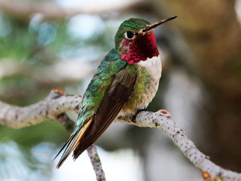 Colibrí de Cola Ancha - Tipos de colibri