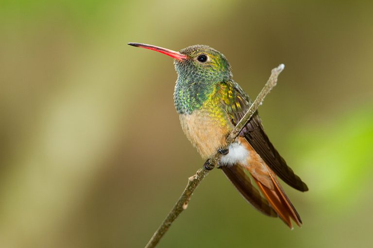 Colibrí de Pico Ancho - Tipos de colibri