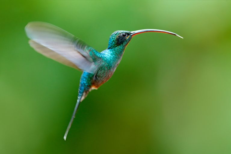 ¿Dónde viven los colibríes? - Tipos de colibri