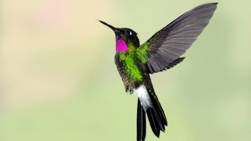 Curiosidades de los colibrís - Tipos de colibri